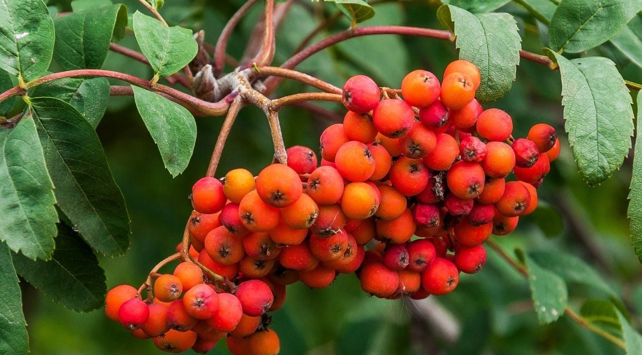 Üvez Ağacı Nedir - Ali Botanik